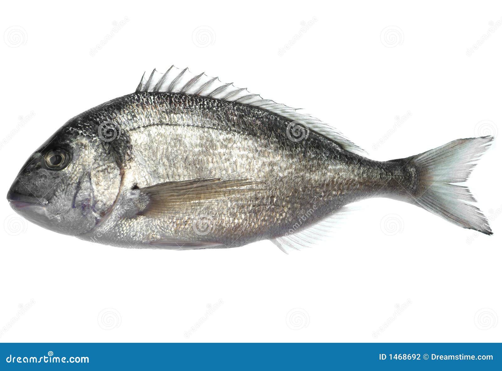 Dorade, poisson photo stock. Image du nutrition, poissons - 1468692