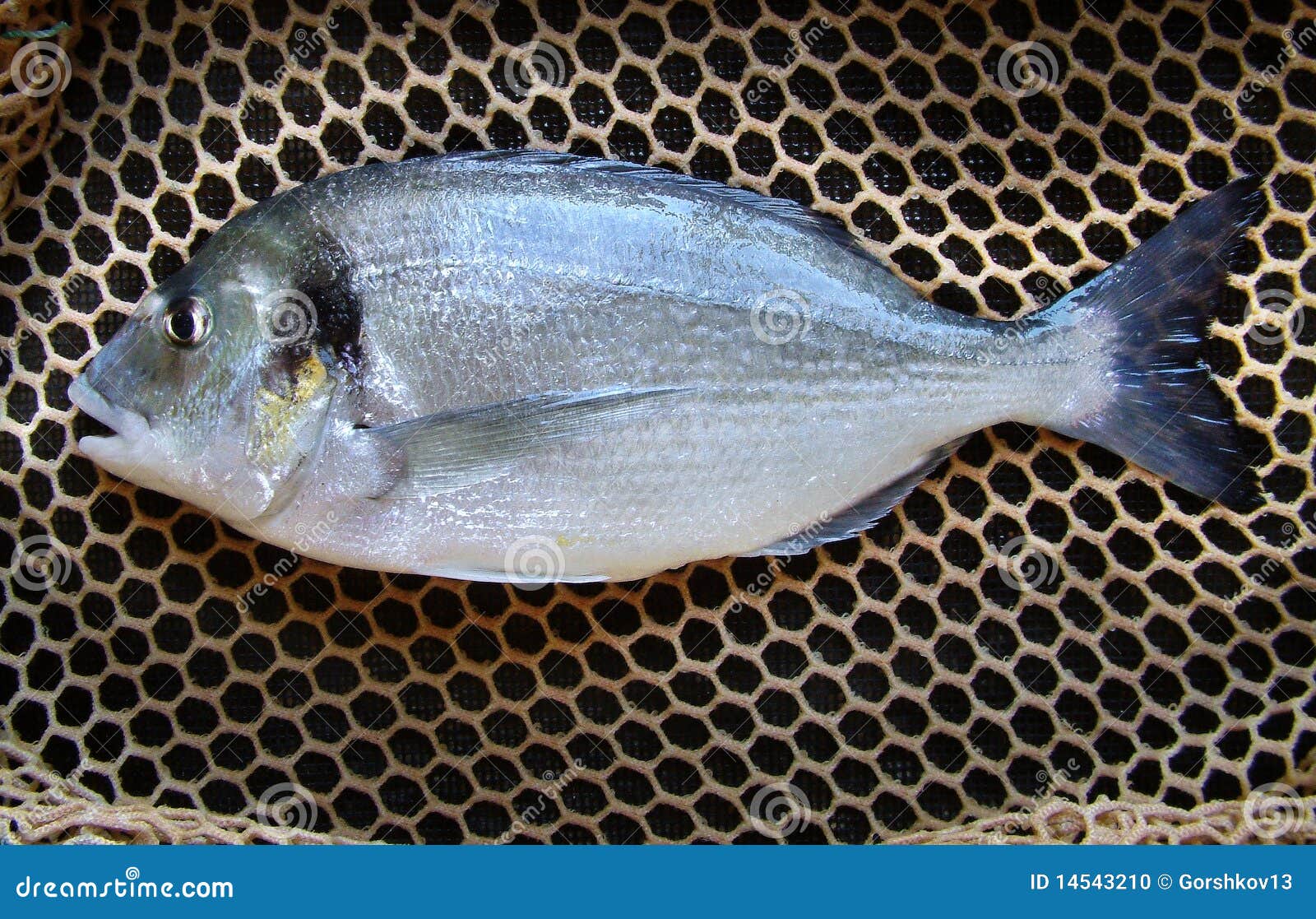 Dorade-popular Marine Cultured Fish Stock Photo - Image of popular ...