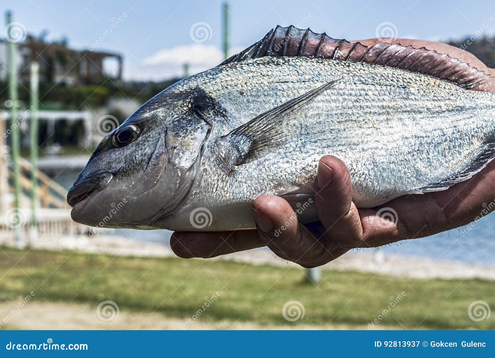 Fresh Dorade Sea Bream Fish Fillets With Ice On Market, Close-up ...