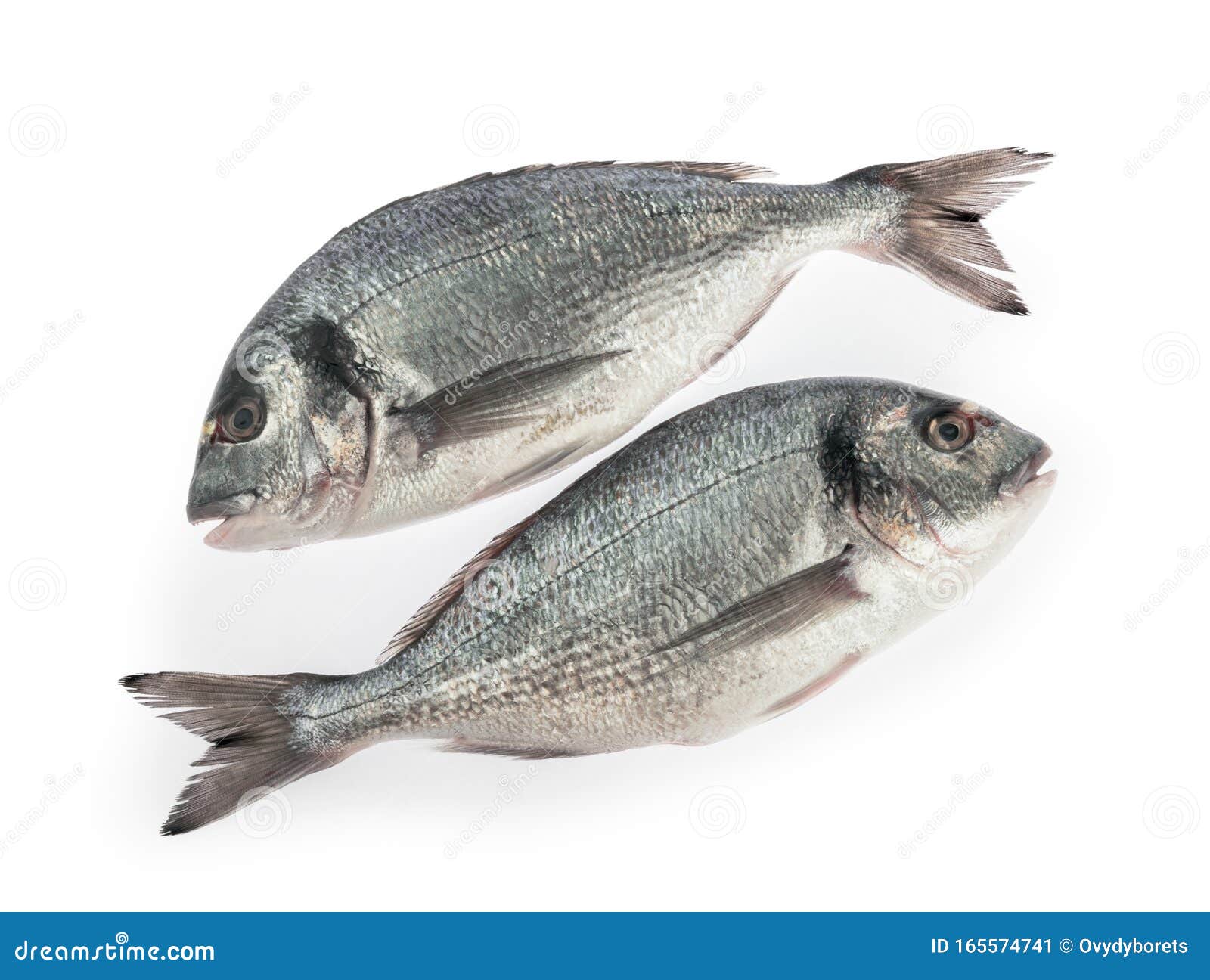 Dorado Fish Isolated White Background Stock Image - Image of marine ...