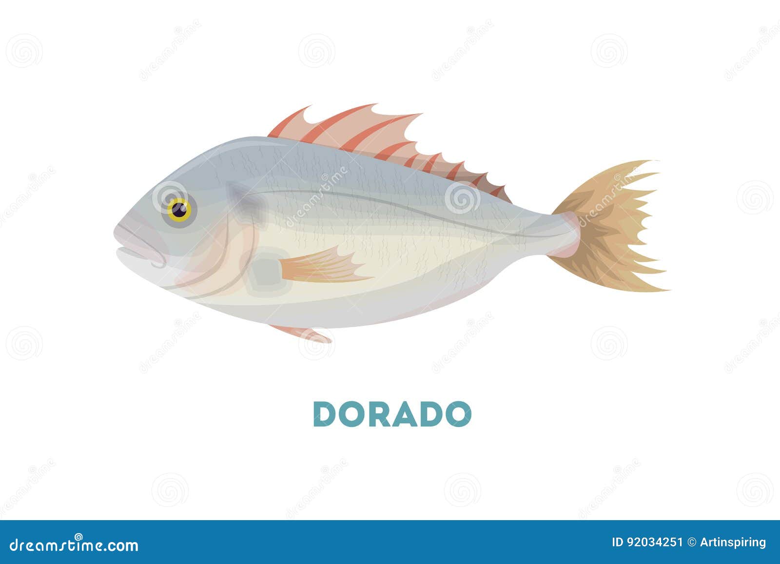 Dorado Fish Hand Drawn Vector Illustration. Black Engraving Line Sketch ...