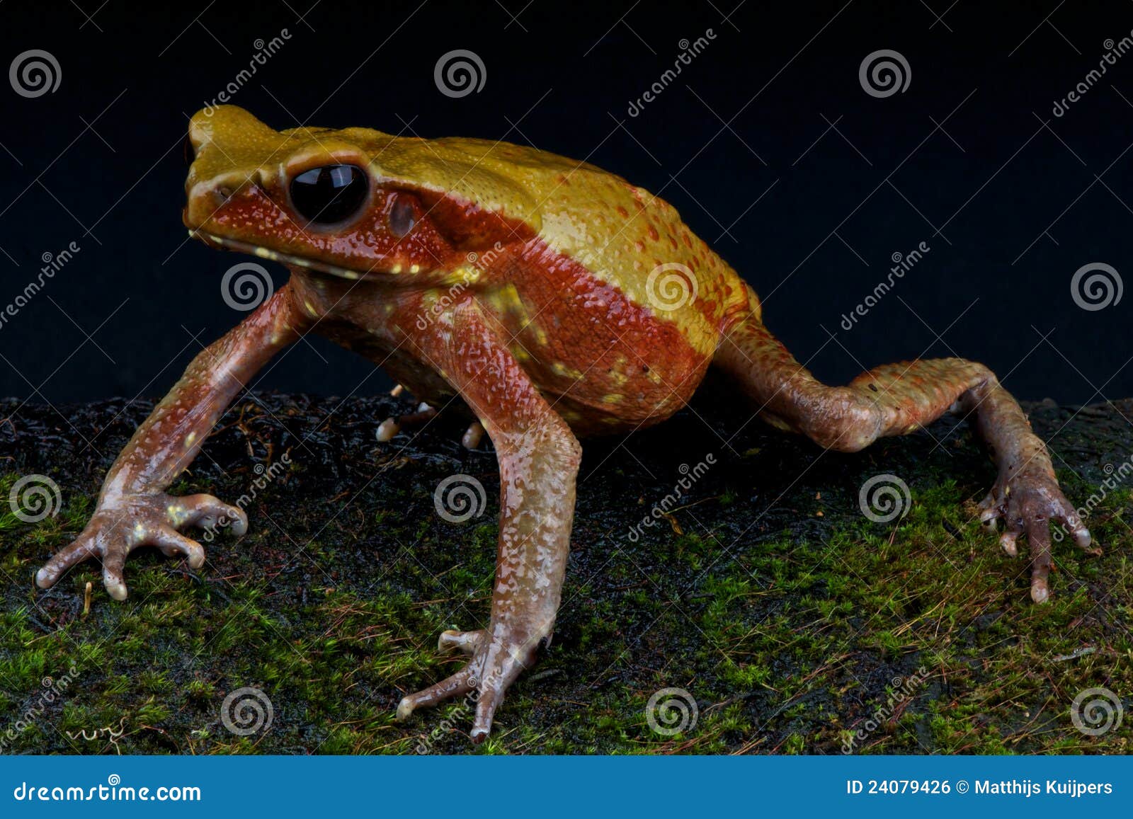 Dorado van Sapo stock foto. Image of colombia, brazilië - 24079426