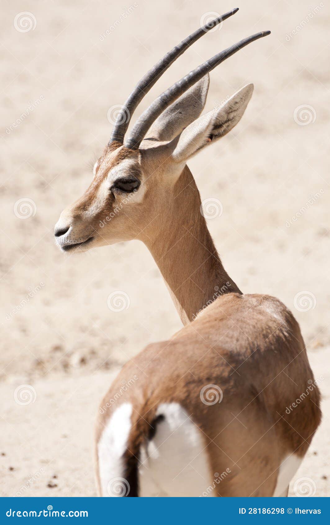 Dorcas Gazelle (Gazella Dorcas Neglecta) Royalty-Free Stock Image ...