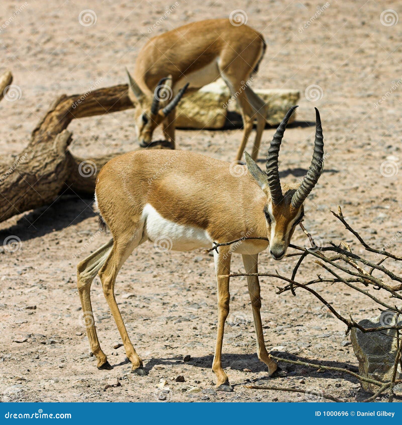 Dorcas Gazelle (Gazella Dorcas Neglecta) Royalty-Free Stock Image ...