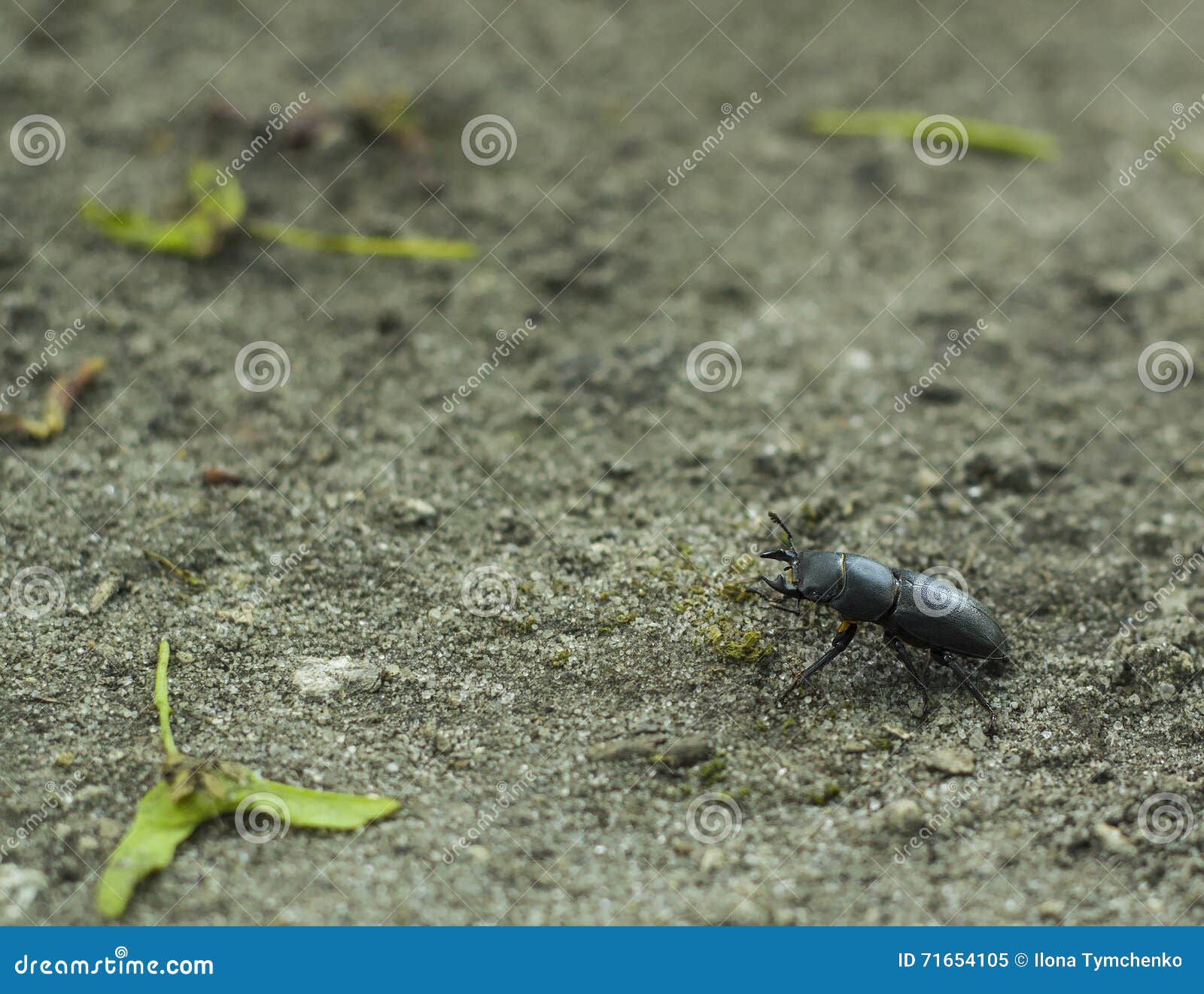 Dorcus antaeus stock image. Image of stance, macro, black - 71654105