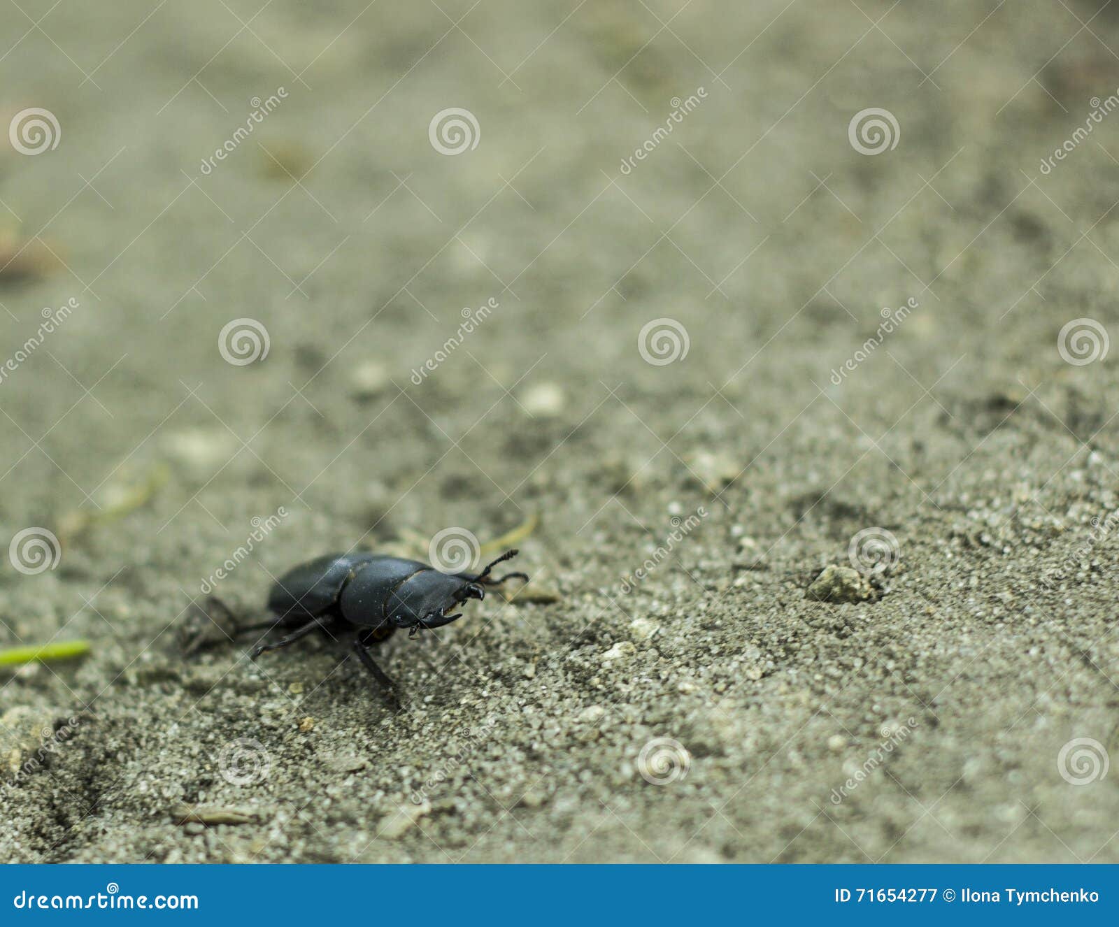 Dorcus antaeus stock image. Image of insect, white, fear - 71654277
