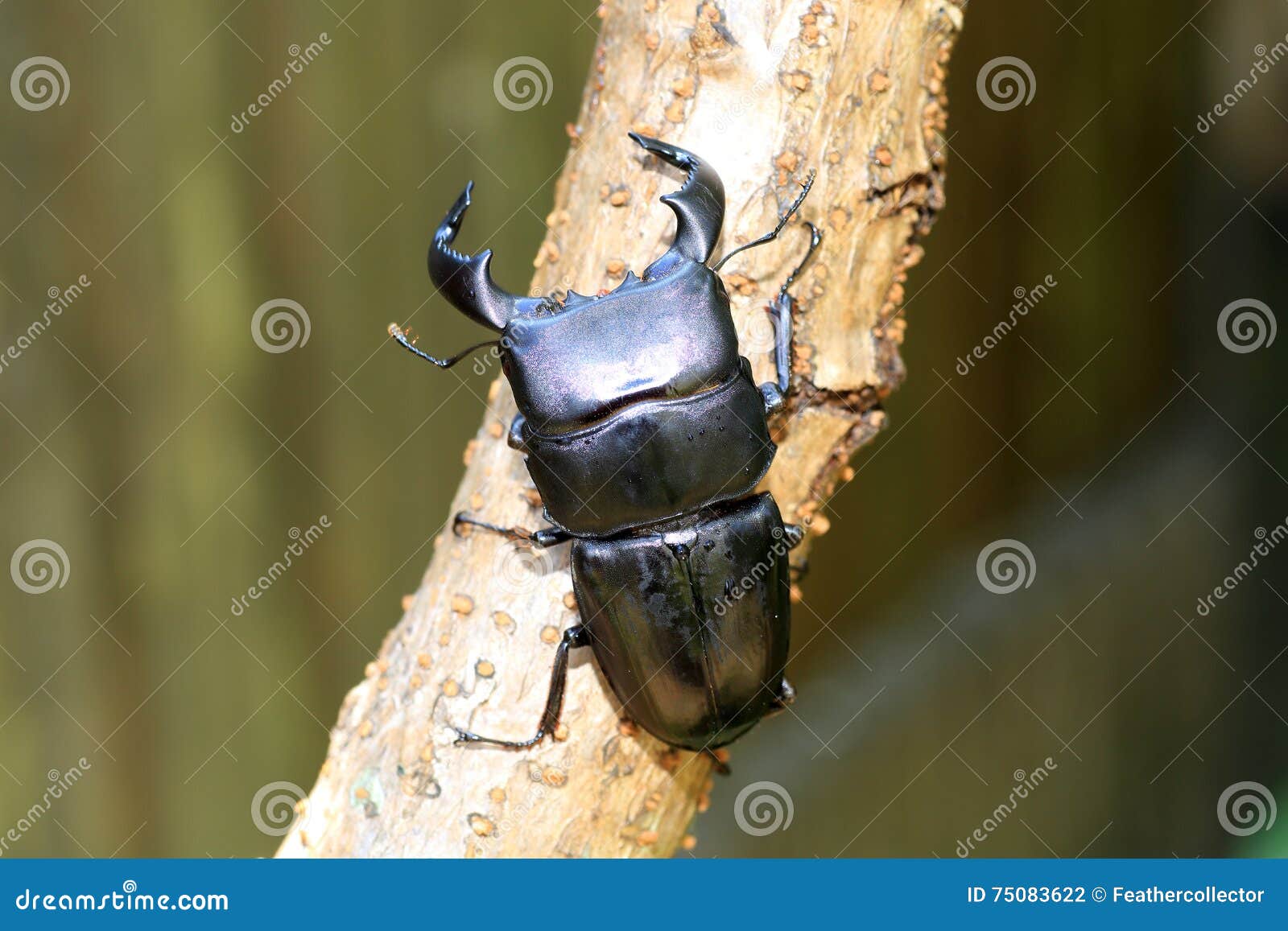 Dorcus Bucephalus Stag Beetle Royalty-Free Stock Image | CartoonDealer.com #75084376