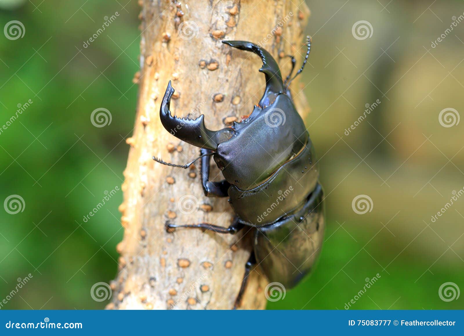 Dorcus Bucephalus Stag Beetle Stock Image - Image of jungle, nature ...