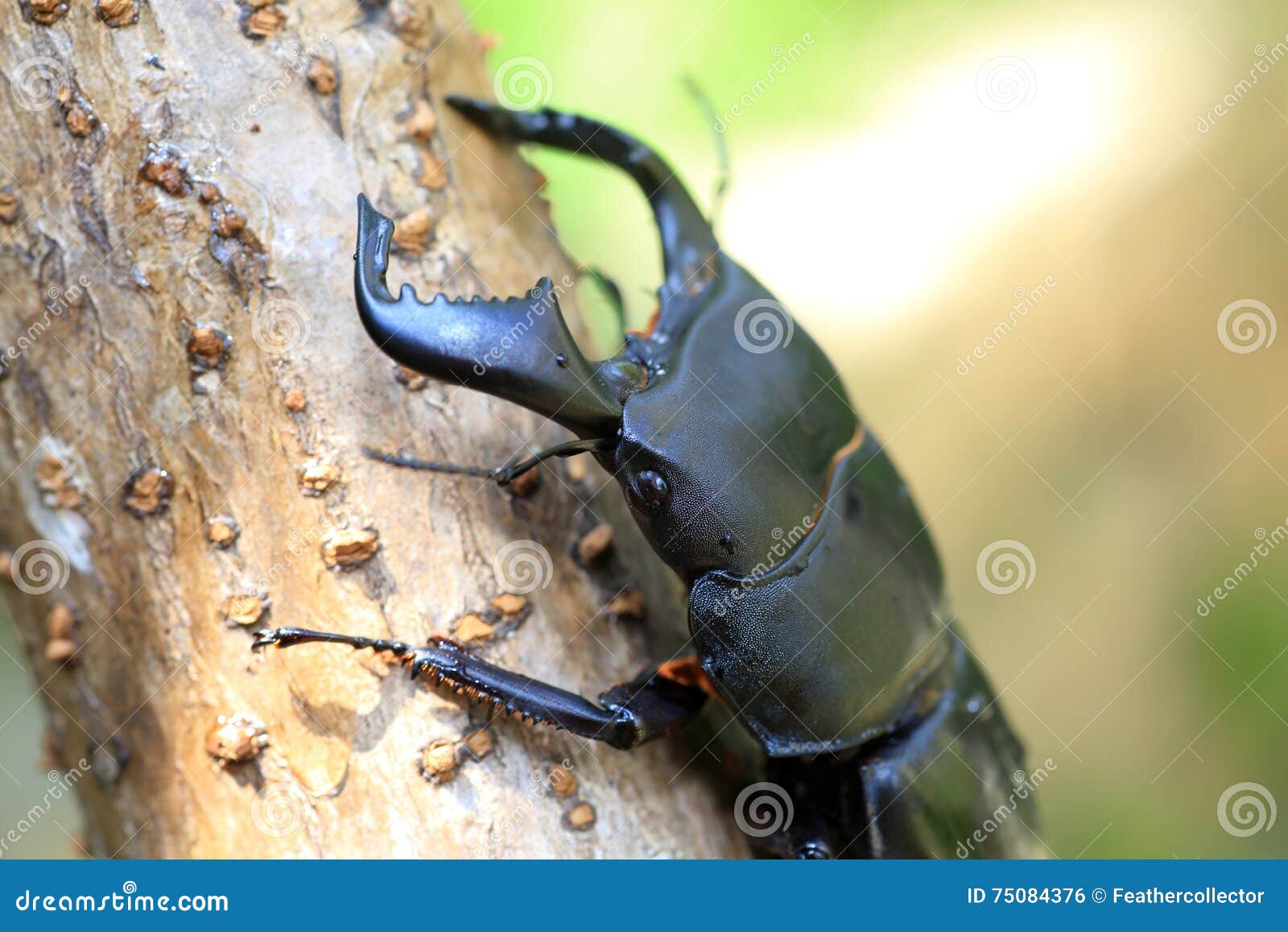 Dorcus Bucephalus Stag Beetle Royalty-Free Stock Image | CartoonDealer ...