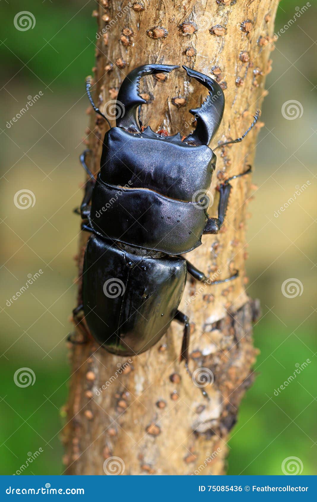 Dorcus Bucephalus Stag Beetle Stock Photo - Image of animal, forest ...