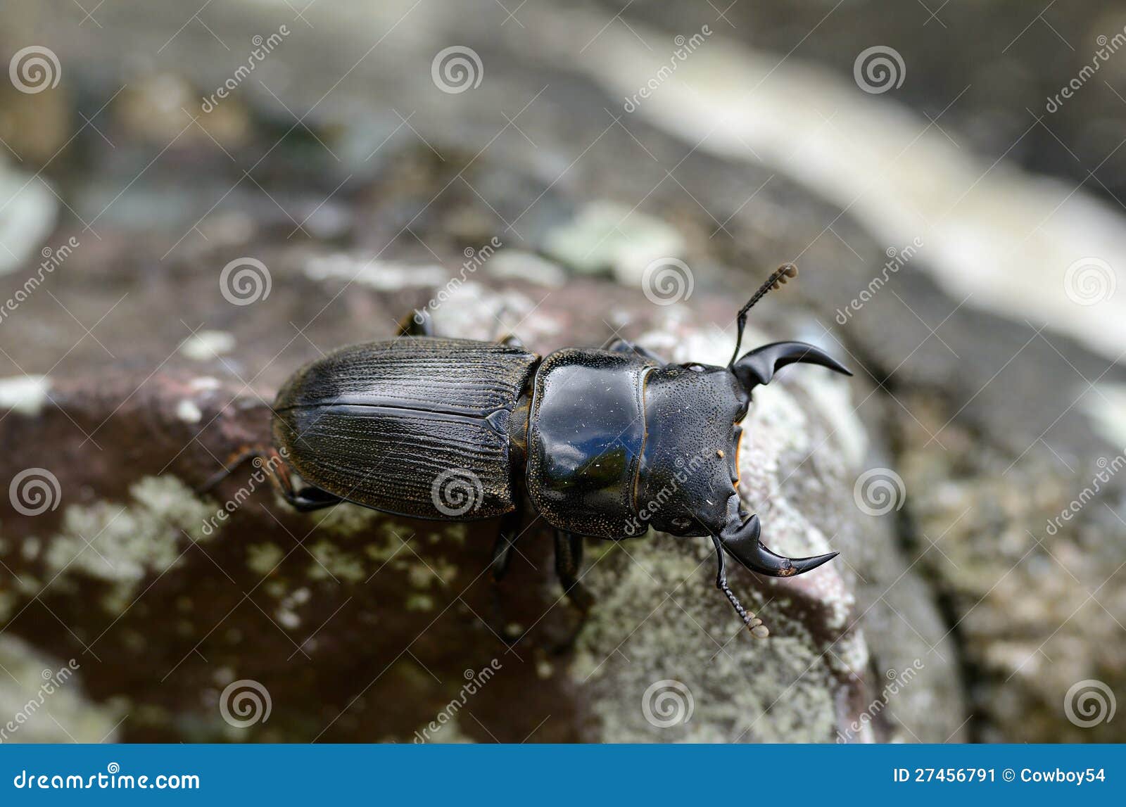 Dorcus curvidens stock image. Image of thai, rock, resting - 27456791