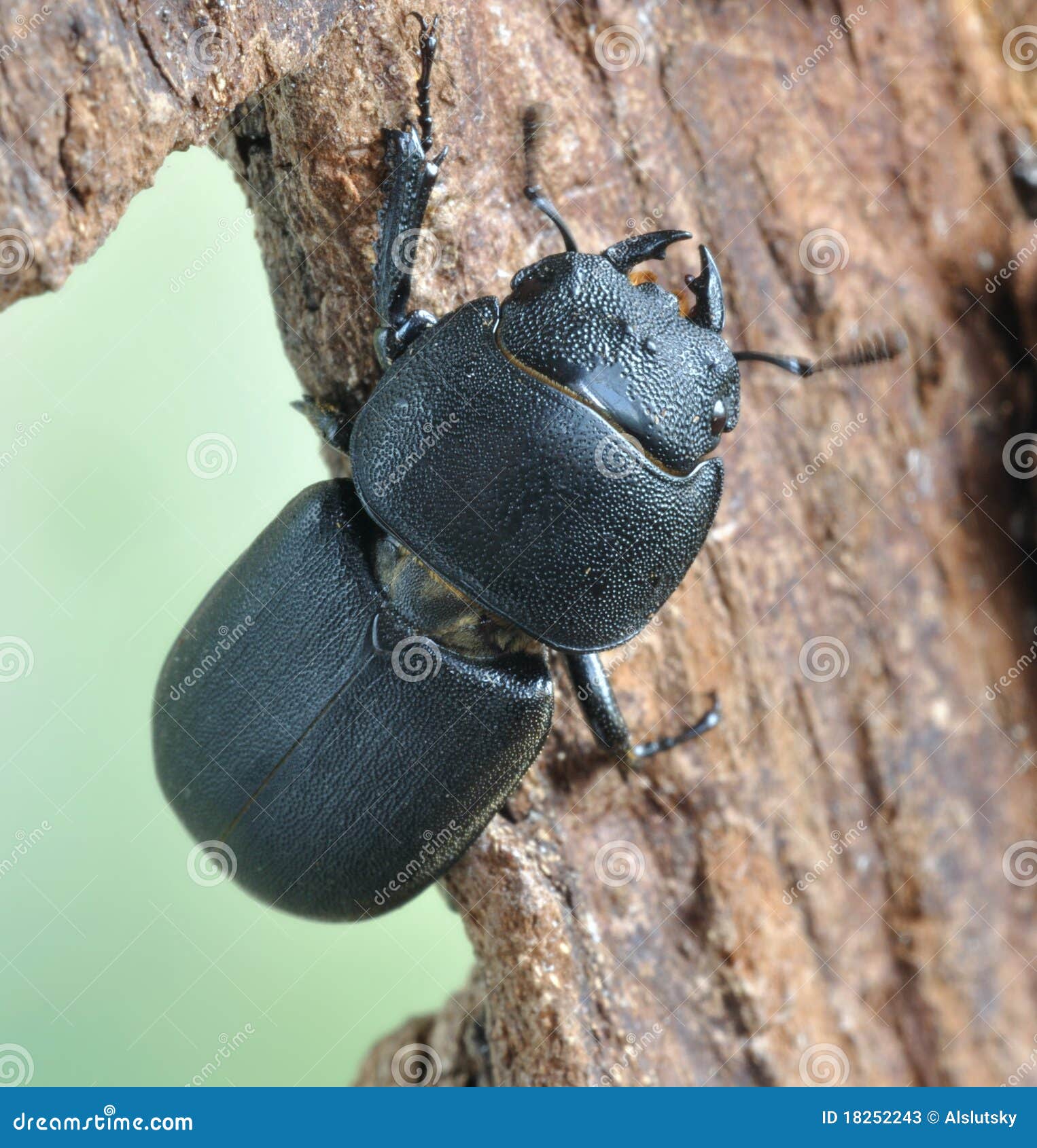 Dorcus Parallelopipedus Stag Beetle Medium-sized Beetle That In Autumn ...