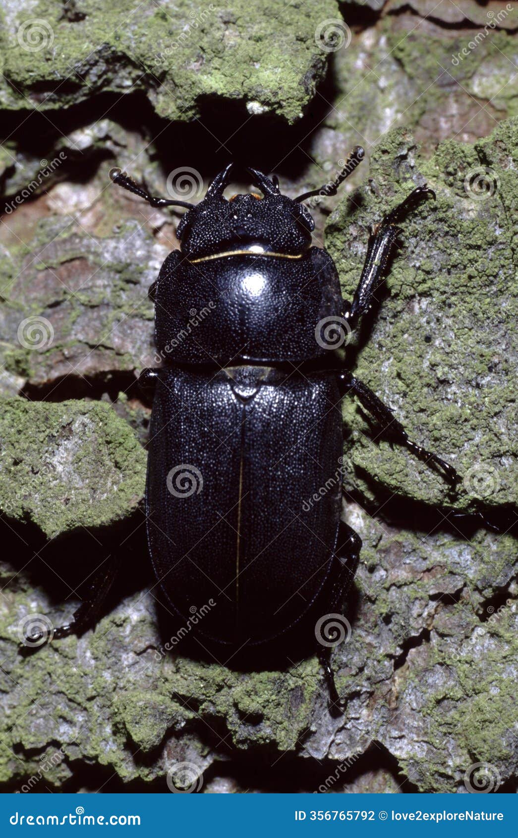 Dorcus Parallelopipedus or Lesser Stag Beetle Stock Photo - Image of ...