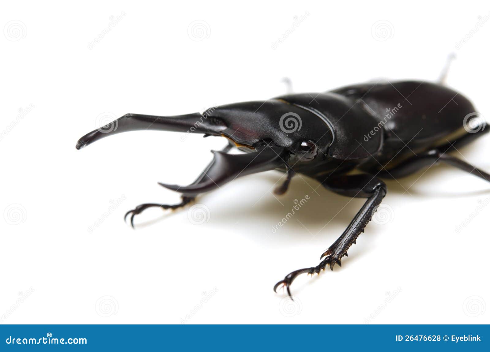 Dorcus Rectus Beetle In Japan Stock Photo | CartoonDealer.com #254273568