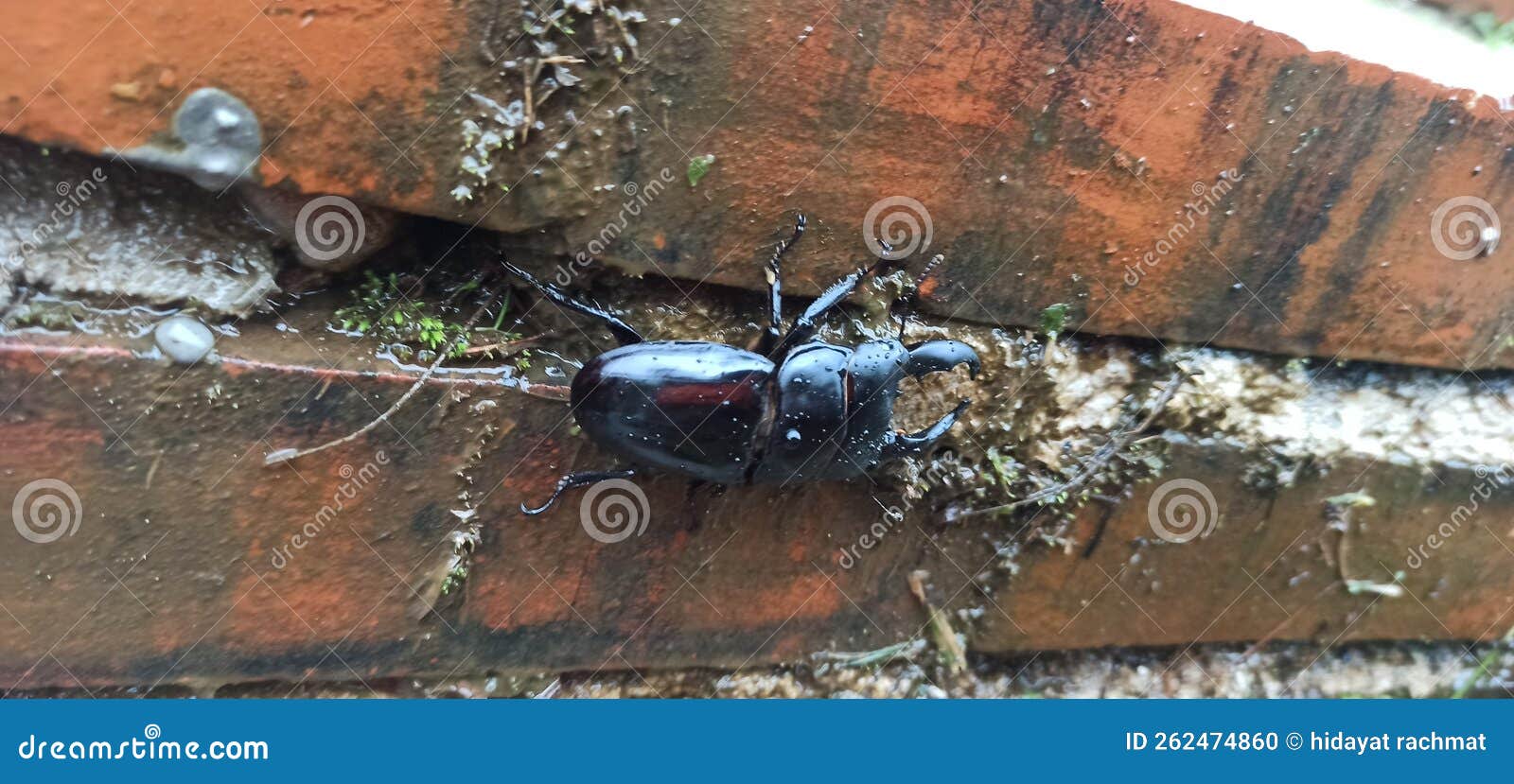 Dorcus Titanus Typhon Stag Beetle Stock Photo | CartoonDealer.com #77748414