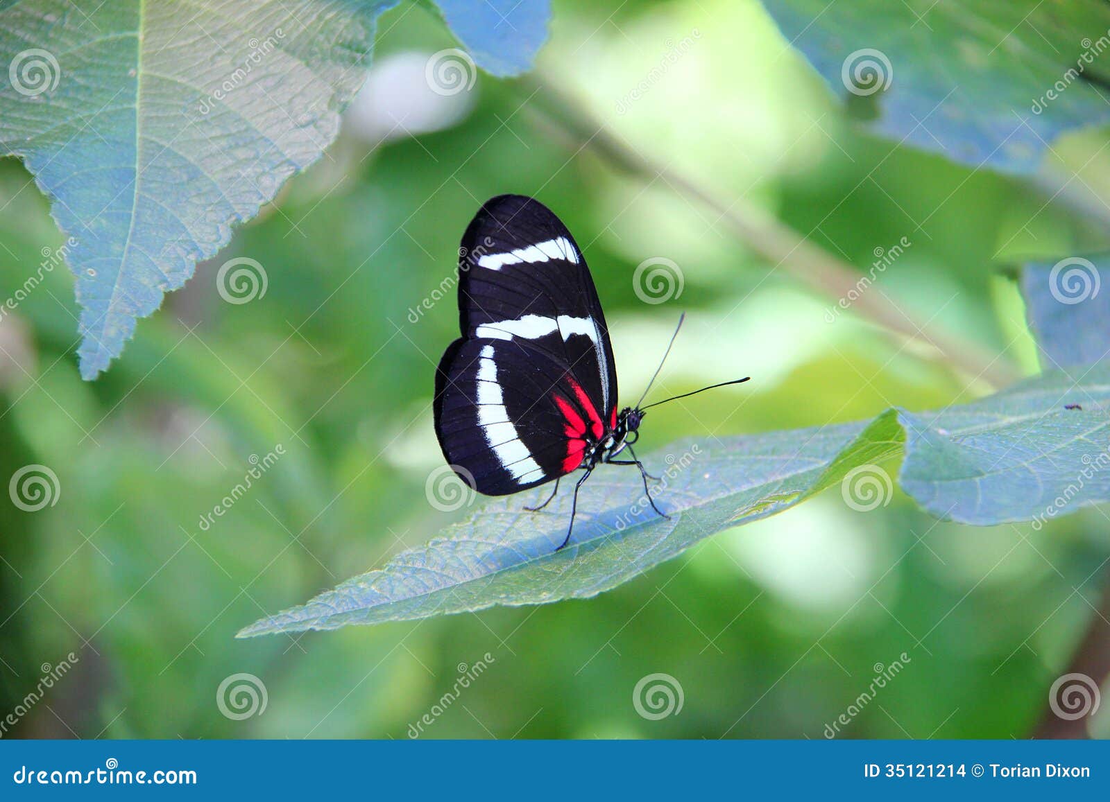 Doris Butterfly stock photo. Image of doris, leaf, green - 35121214