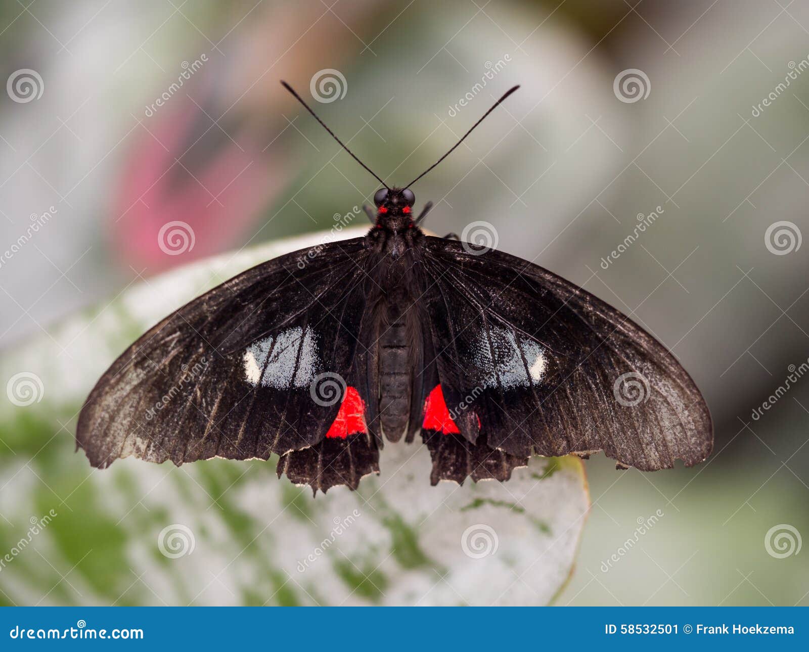 Doris butterfly on leaf stock image. Image of tropical - 58532501