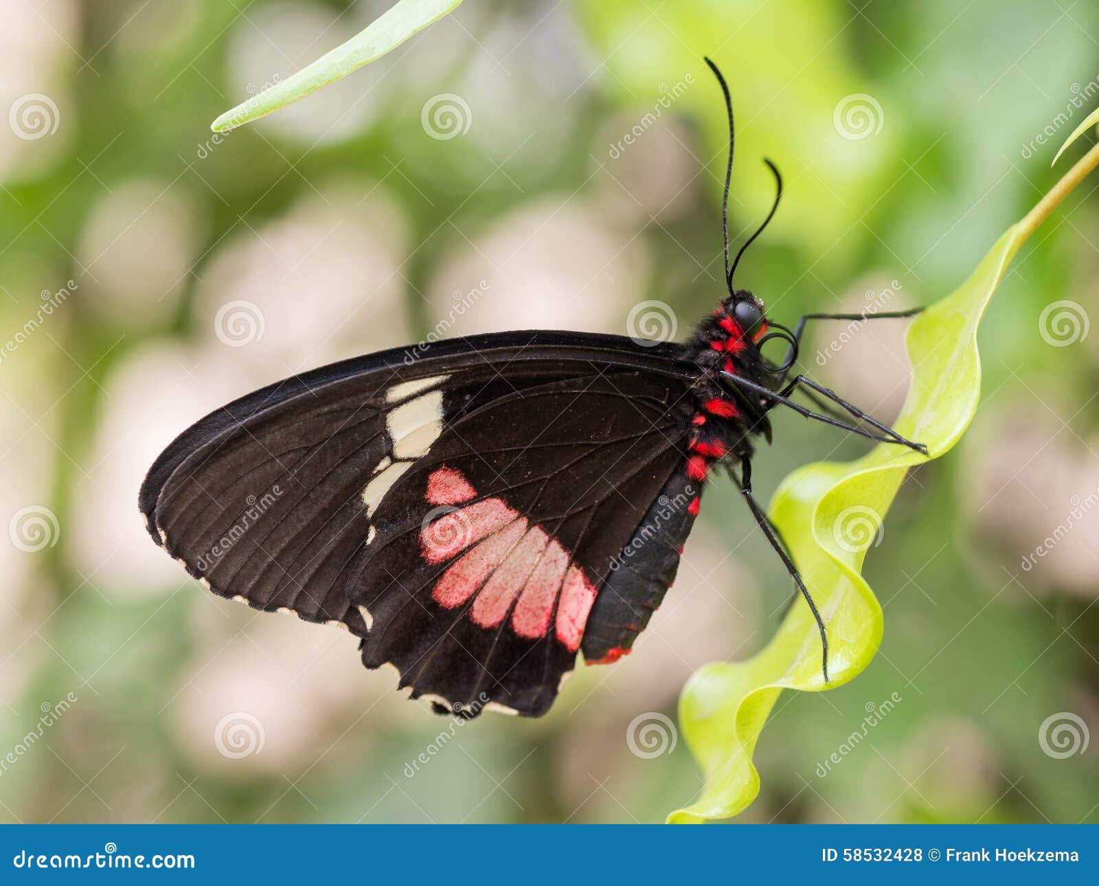 Doris butterfly on leaf stock photo. Image of colors - 58532428