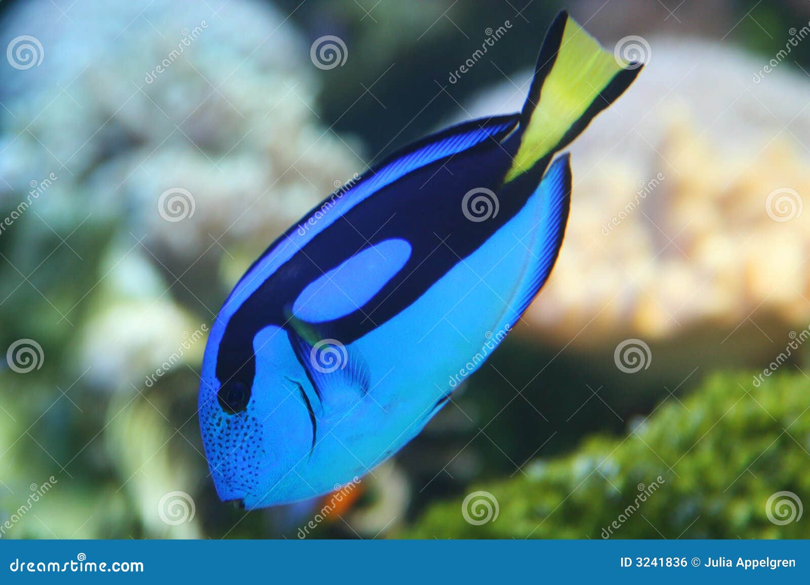 Doris les poissons photo stock. Image du nageur, natation - 3241836