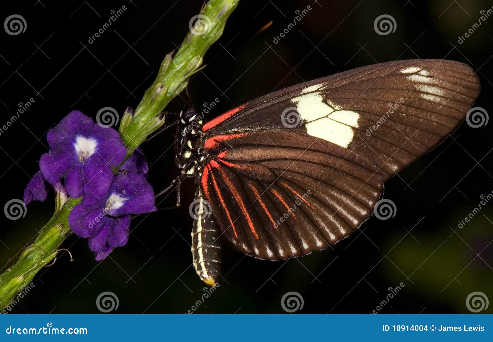 Doris Longwing Butterfly stock photo. Image of nymphalidae - 10914004