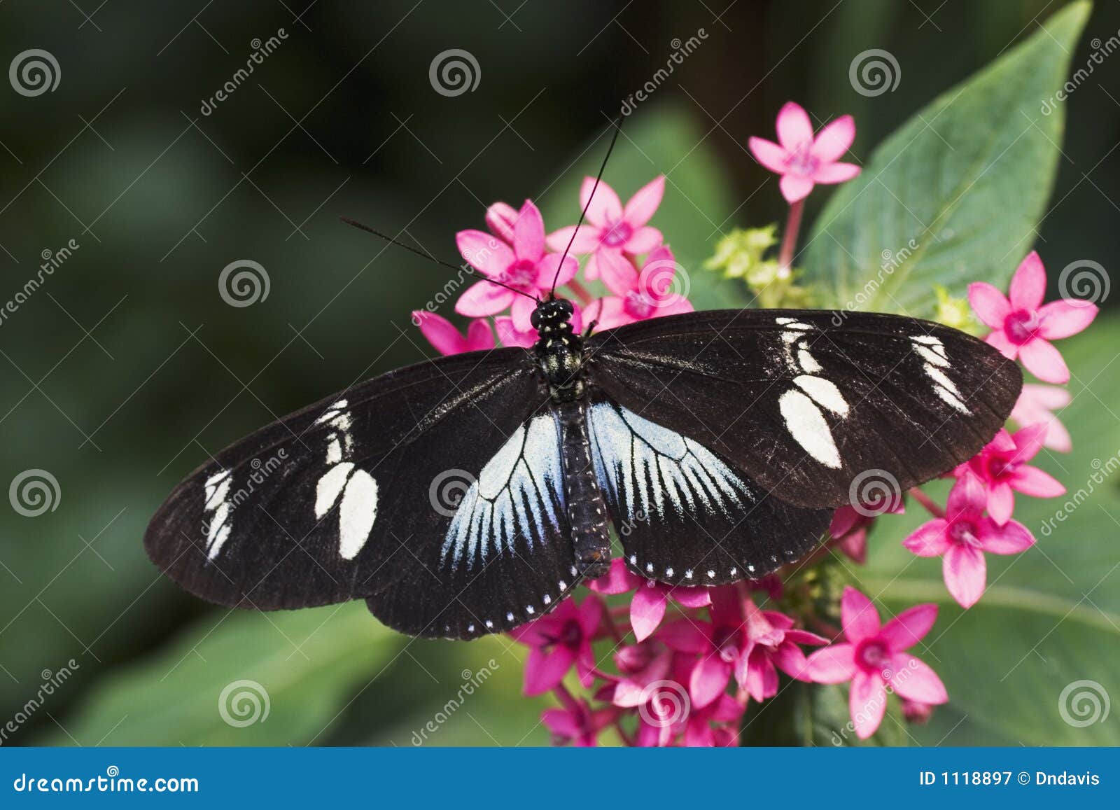 Doris Longwing Butterfly stock image. Image of flower - 1118897