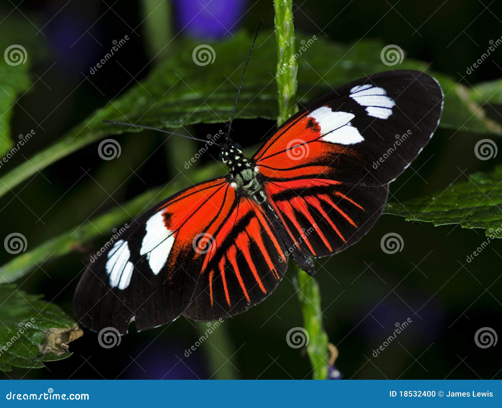 Doris Longwing Butterfly Royalty-Free Stock Photography | CartoonDealer ...