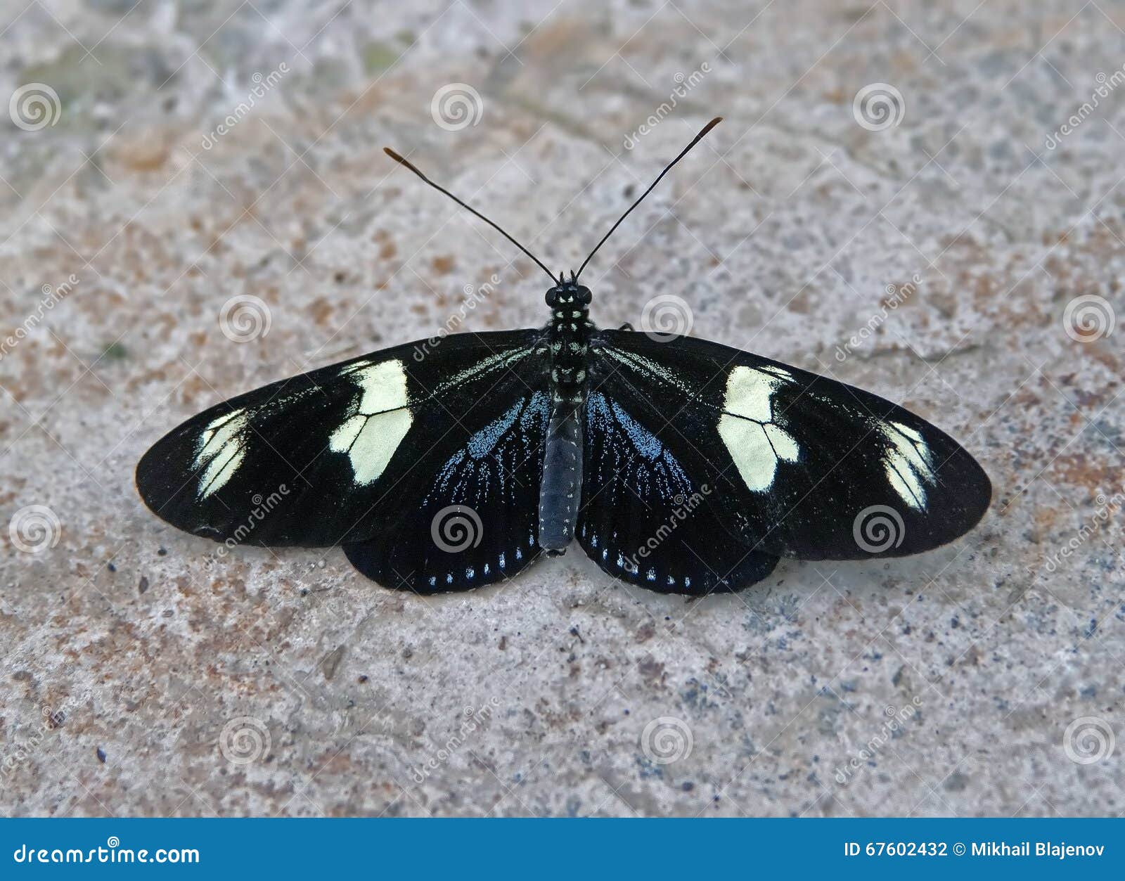 Doris longwing butterfly 2 stock photo. Image of tropical - 67602432