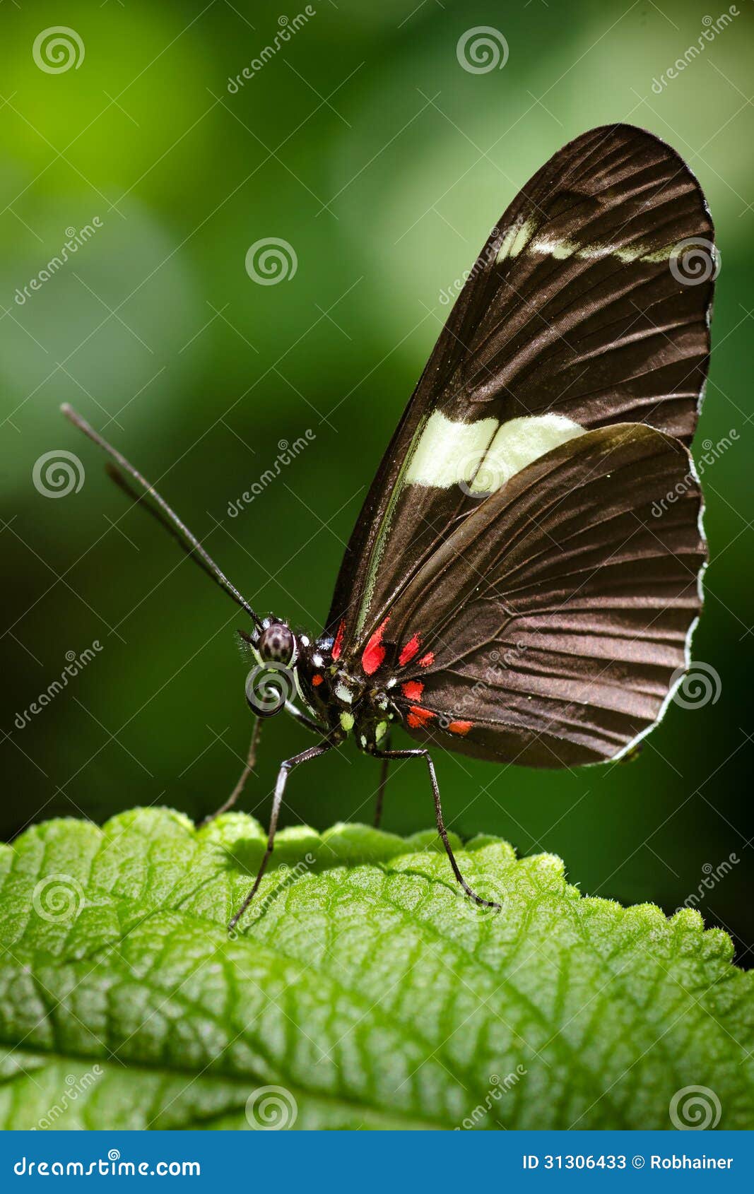 Doris Longwing Butterfly (Heliconius Doris) Stock Image - Image of ...
