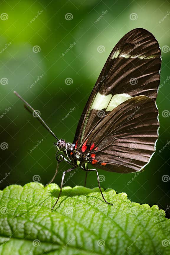 Doris Longwing Butterfly (Heliconius Doris) Stock Image - Image of ...