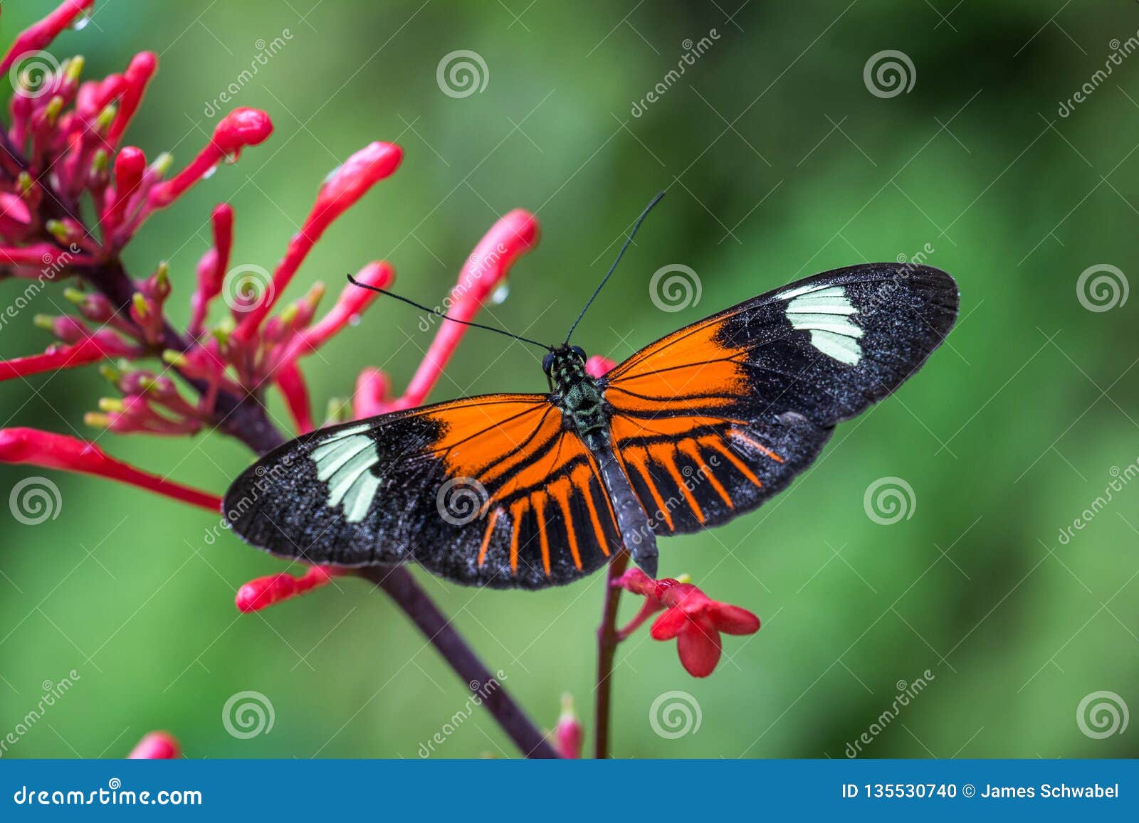 Doris Longwing Butterfly on a Red Flower Stock Photo - Image of ...