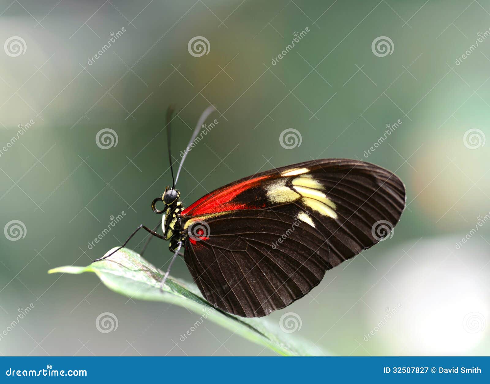 Two Doris Longwing Butterflies Royalty-Free Stock Image | CartoonDealer ...