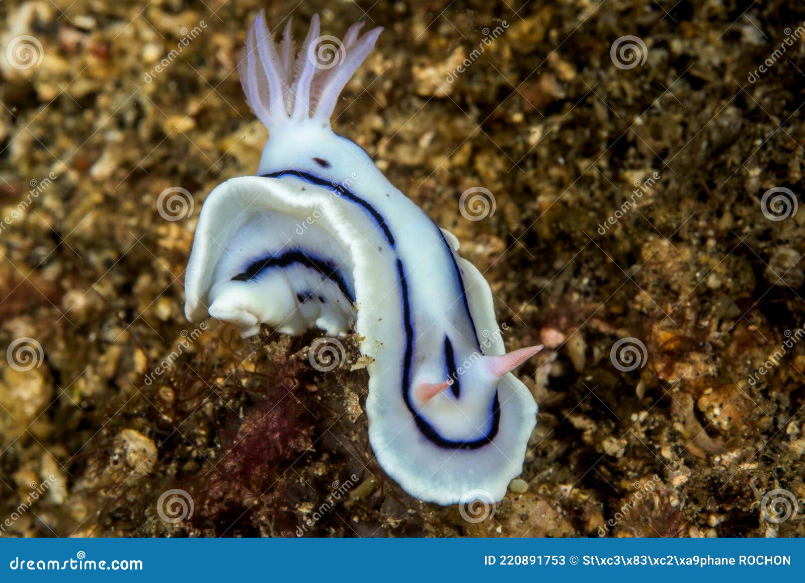 Nudibranch Sea Slug