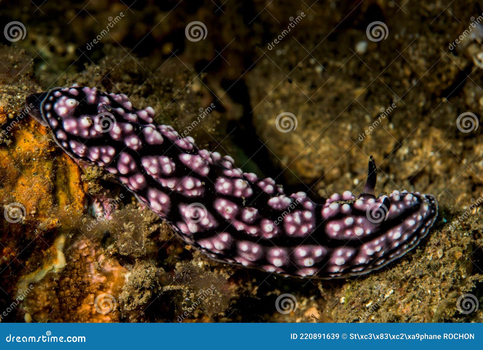 Sea Slug Or Nudibranch (Nembrotha Purpureo Lineata) In The Filipino Sea ...