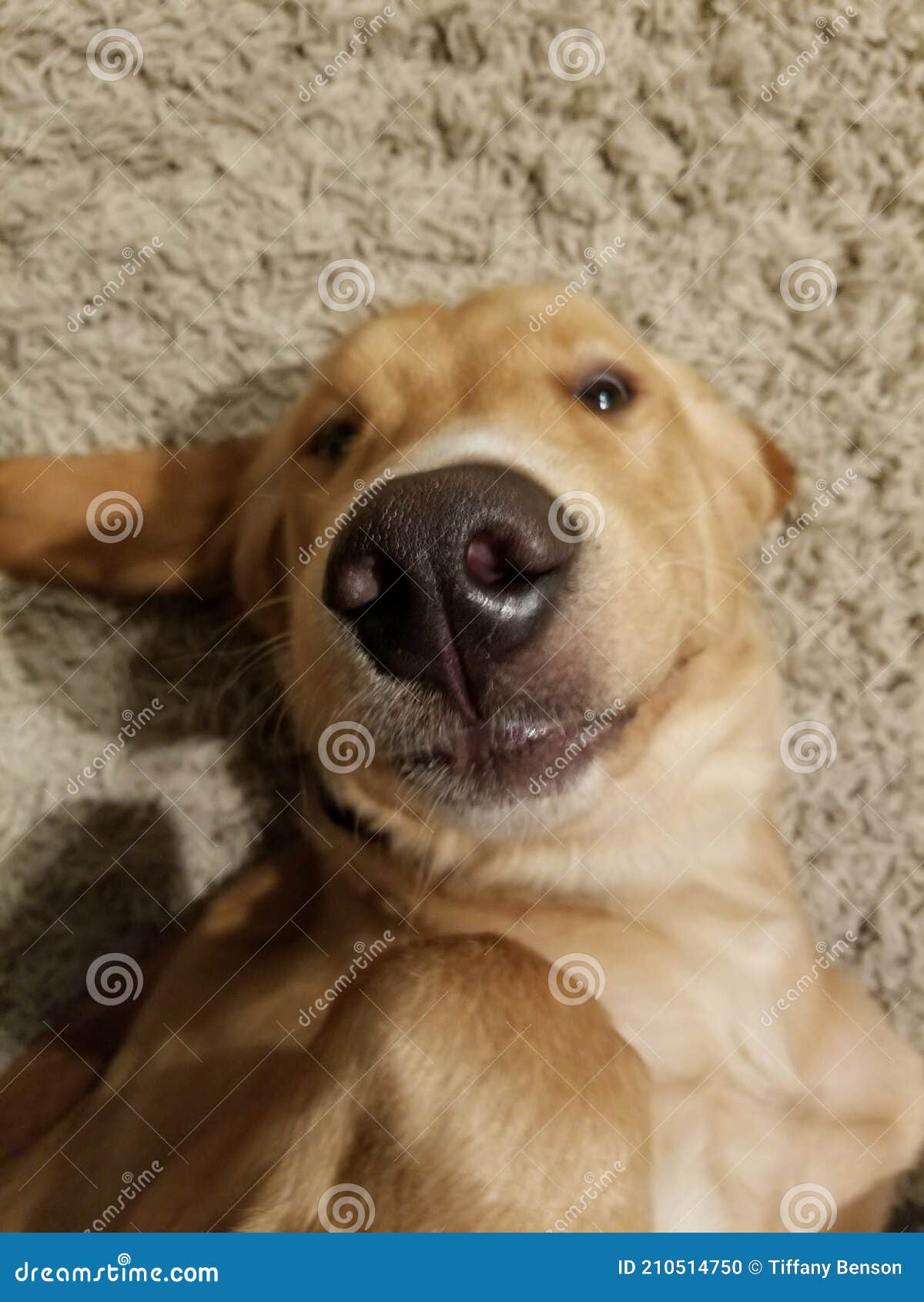 Dorky puppy face cute dog stock photo. Image of puppy - 210514750