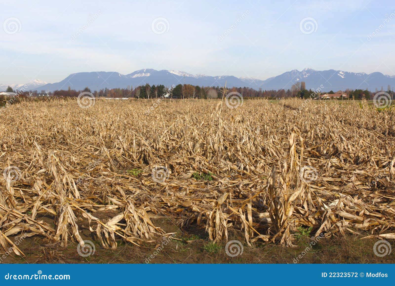 Dormant Cornfield stock photo. Image of vegetable, harvested - 22323572