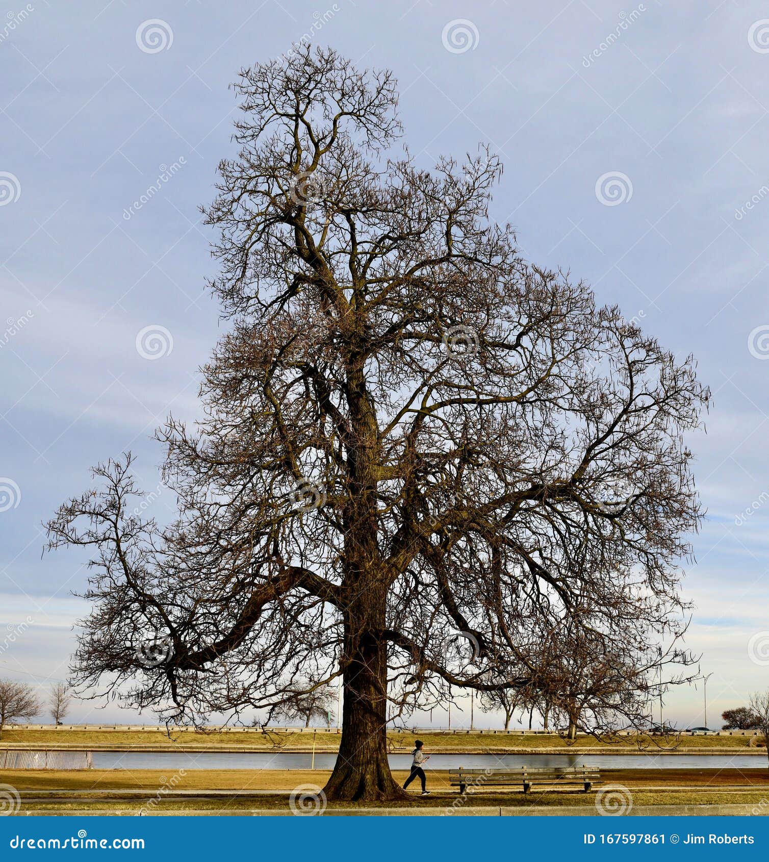 Dormant Tree with a Runner stock image. Image of chicago - 167597861