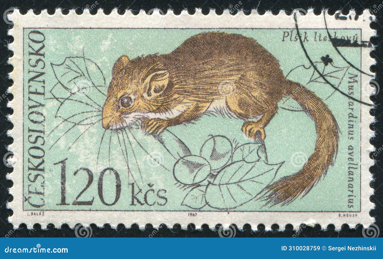 Dormouse editorial stock image. Image of grass, herb - 310028759