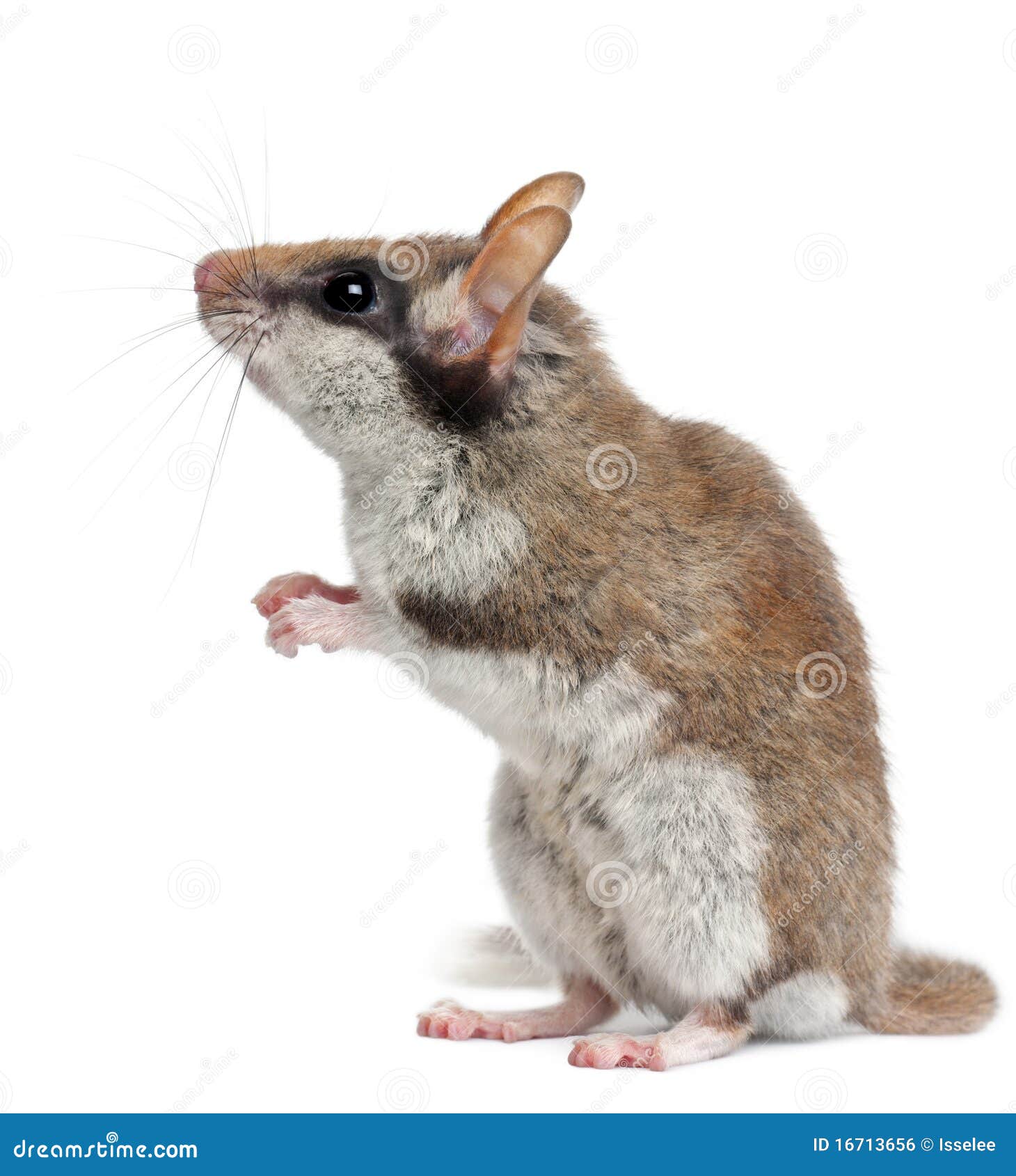 Dormouse De Jardin, Eliomys Quercinus Photo stock - Image du longueur ...