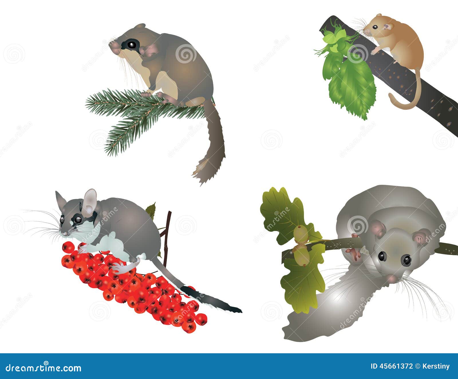 Dormouse stock illustration. Illustration of dormouses - 45661372