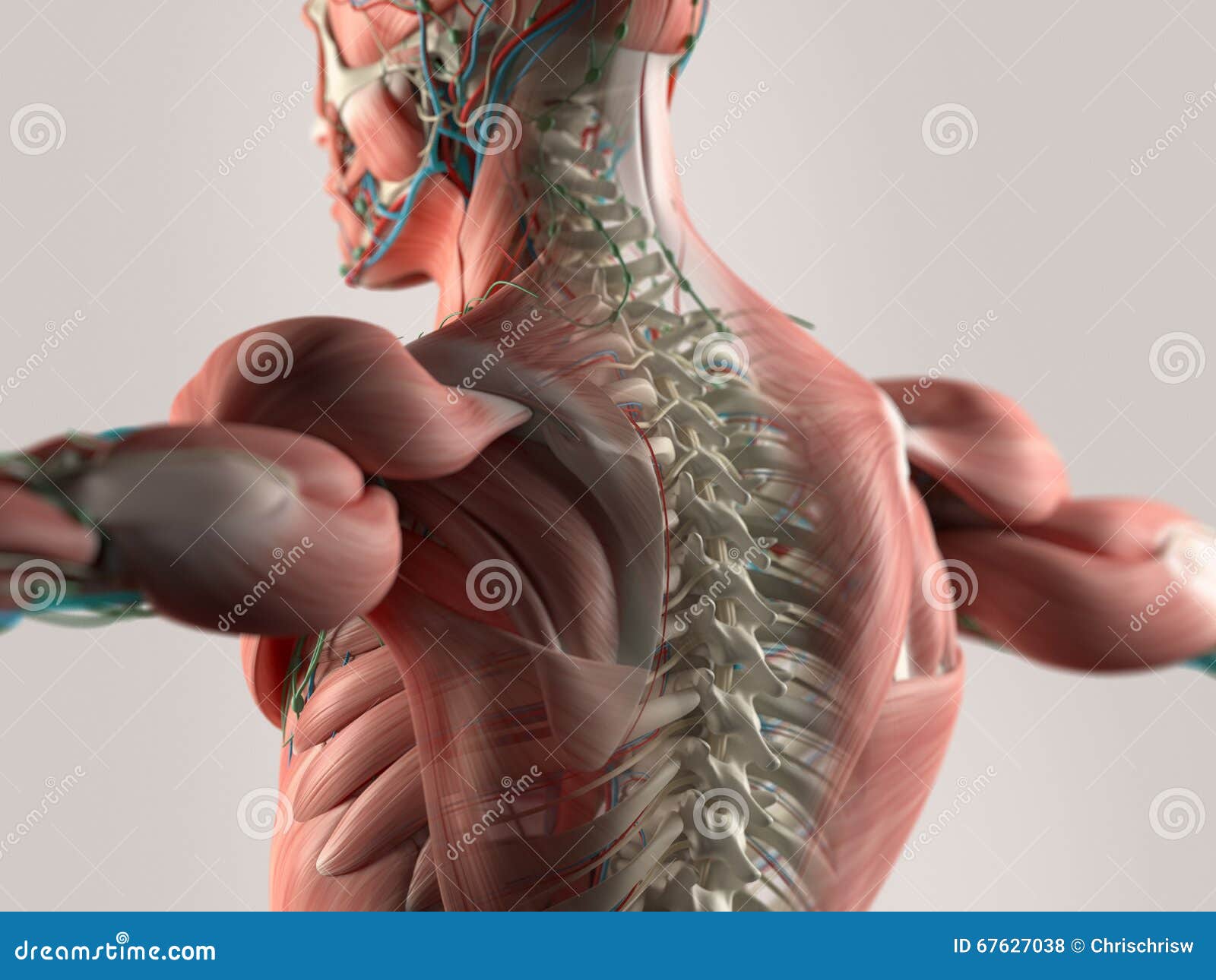 Dorn stockfoto. Bild von anatomie, puppe, vertreten, karosserie - 67627038