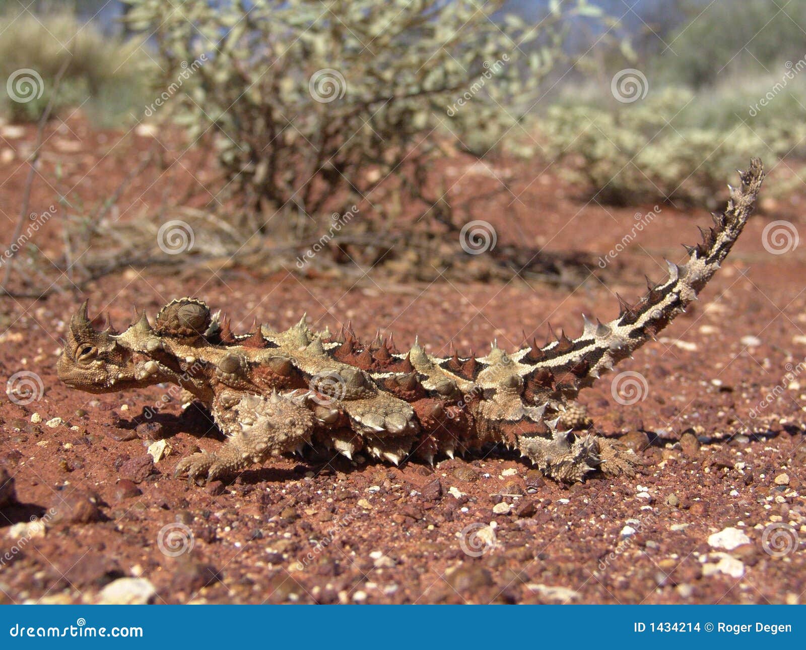 Dorny devil stock photo. Image of appalling, watch, shelter - 1434214