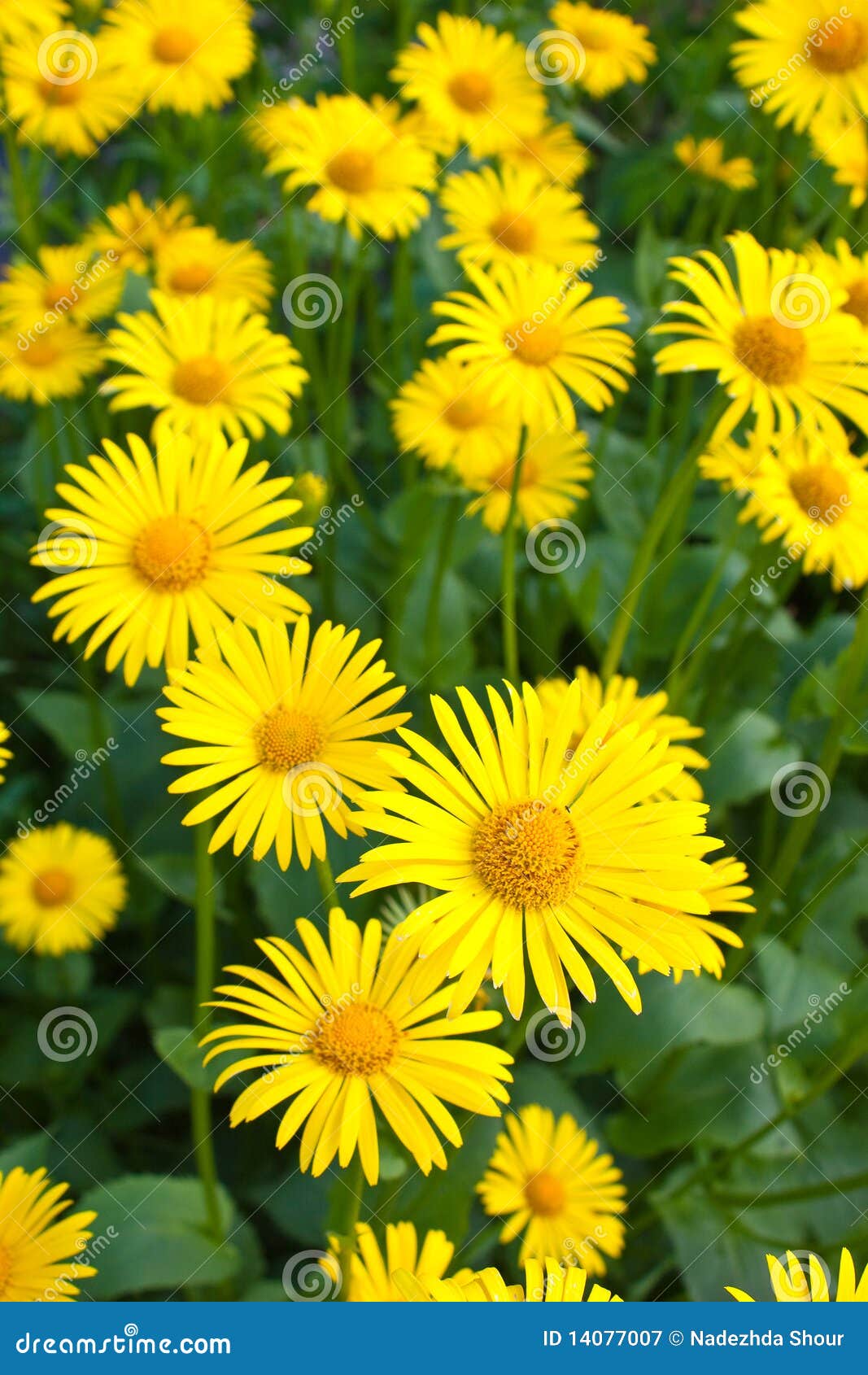 Doronicum stock image. Image of cloud, growth, farm, clean - 14077007