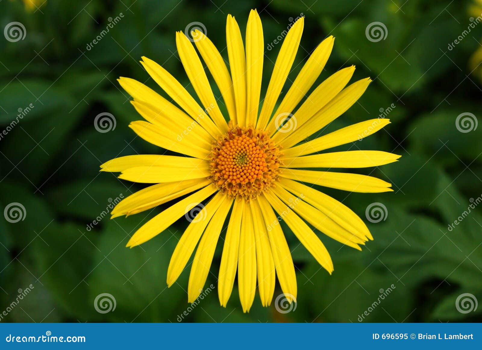 Doronicum stock image. Image of blossom, golden, bloom - 696595