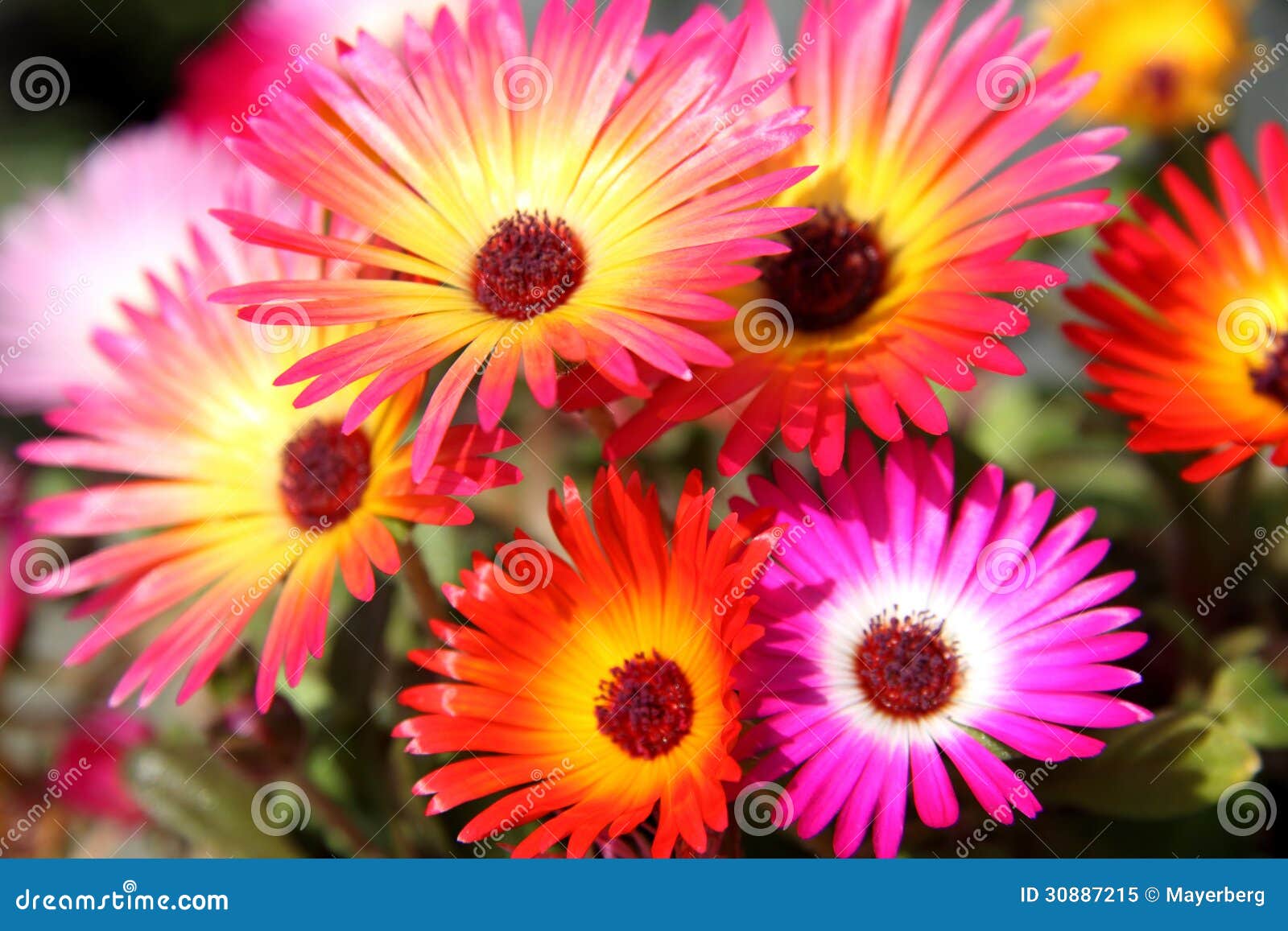 Dorotheanthus flowers stock image. Image of botany, nature - 30887215