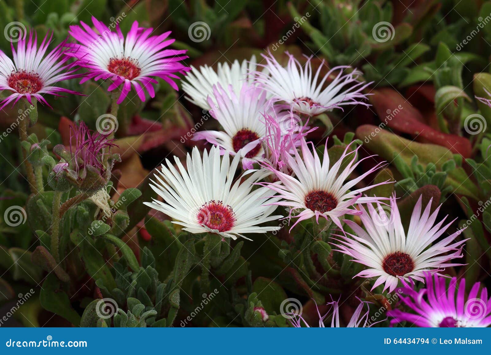 Dorotheanthus stock photo. Image of flora, flower, colored - 64434794