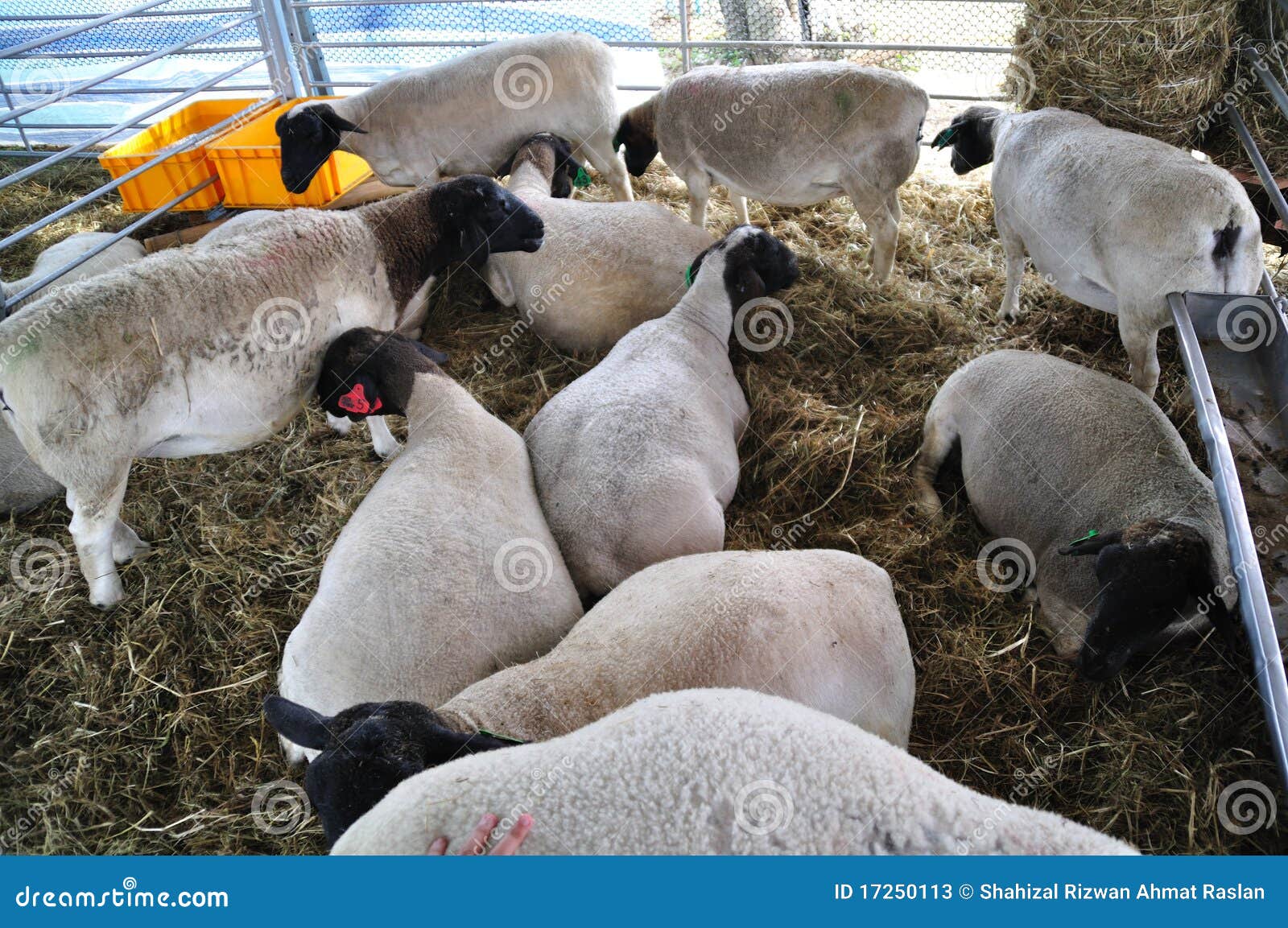 Dorper Goat stock image. Image of billy, domestic, wild - 17250113