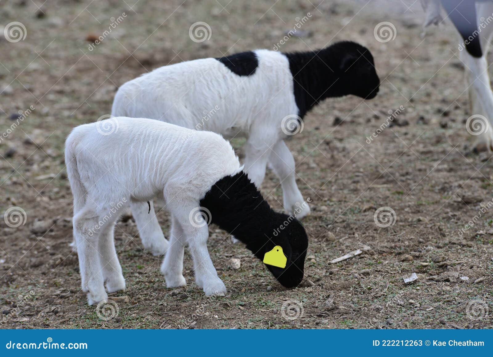 Two Dorper Hair Sheep Lambs Stock Image - Image of small, rocky: 222212263