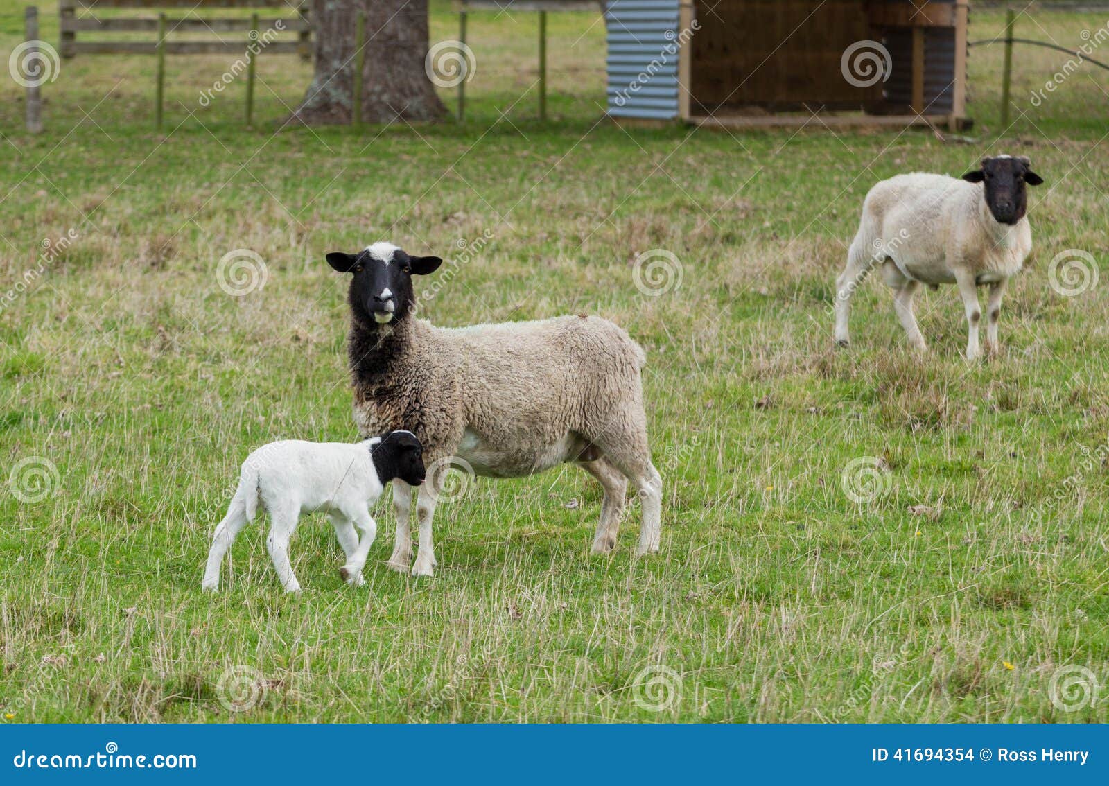 Dorper Sheep stock photo. Image of farm, field, wool - 41694354