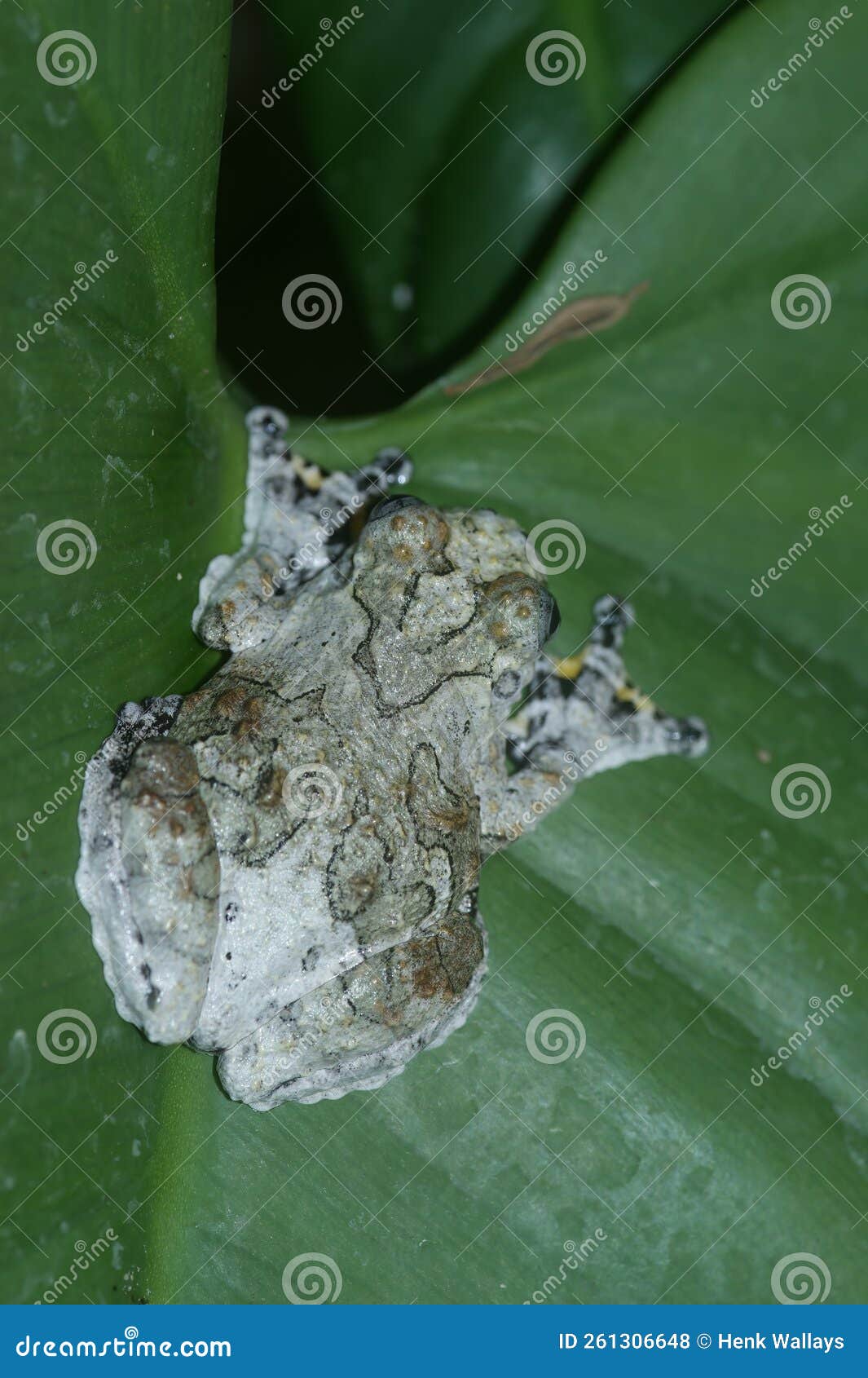 Dorsal Closeup on a Marbled Tree Frog , Hyla Marmorata on a Green Leaf ...