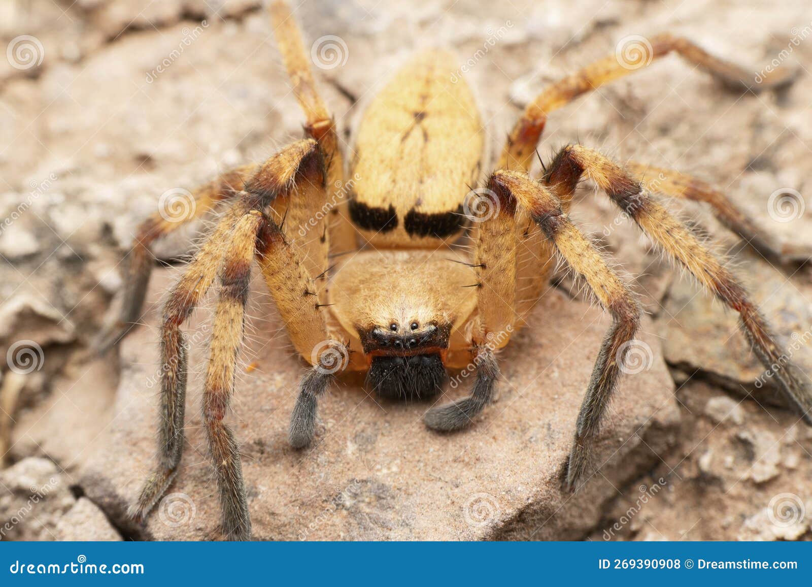 Dorsal Der Jagdspinne Olios Lamarcki Satara Maharashtra Stockfoto ...